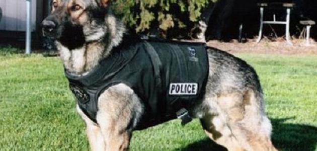 Types Of Sniffer Dogs