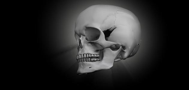 How Many Bones In The Skull