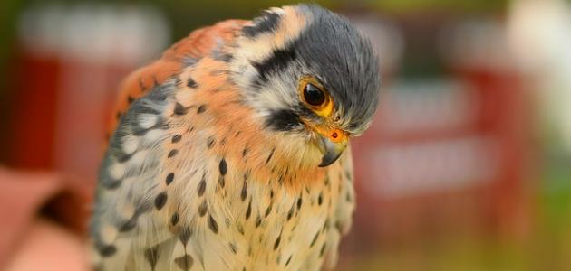 اسم صغير الصقر - موضوع