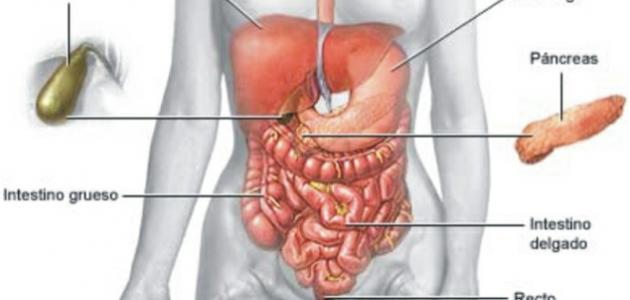 How The Digestive System Works