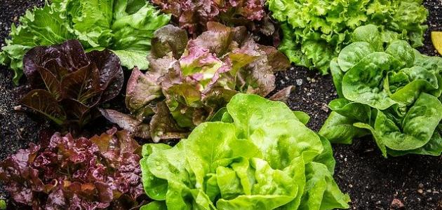 تفسير الخس في المنام موضوع