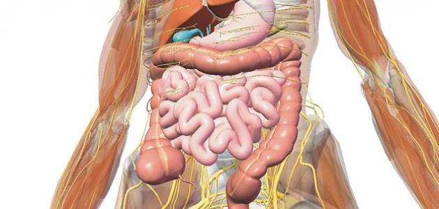 How Does The Human Body
