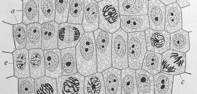 How Many Cells In The Human Body