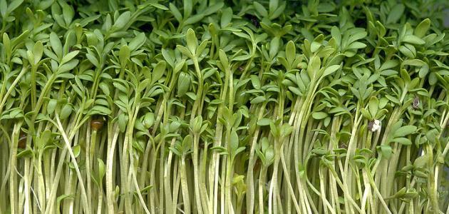 فوائد الرشاد الأخضر موضوع